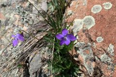 Join Your Local Chapter - Colorado Native Plant Society