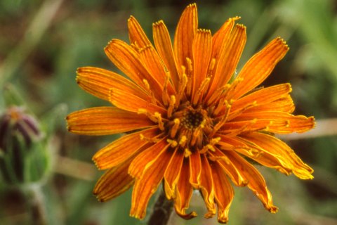Subalpine Life Zone - Colorado Native Plant Society