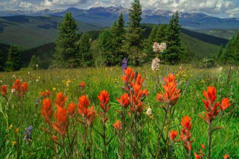 Subalpine Life Zone - Colorado Native Plant Society