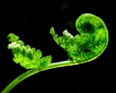 Plants and Habitats - Colorado Native Plant Society