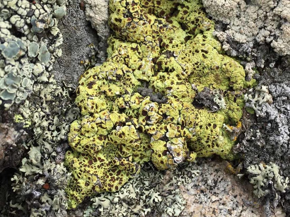 Plants and Habitats - Colorado Native Plant Society