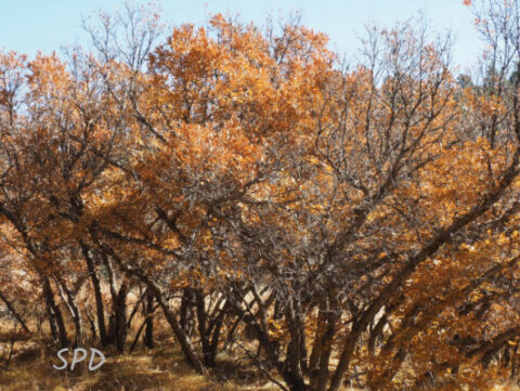 The Gambel Oak - Colorado Native Plant Society