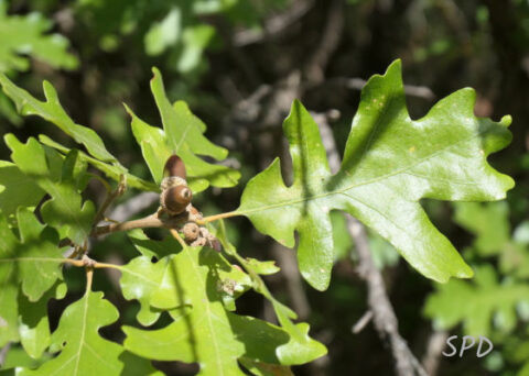 The Gambel Oak - Colorado Native Plant Society