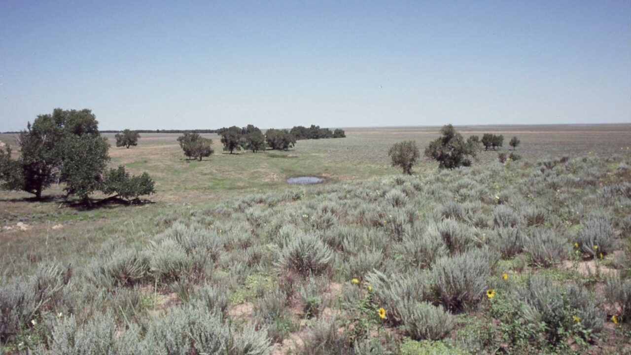 Great Plains Sandhill Grasslands and Shrublands - Colorado Native Plant ...