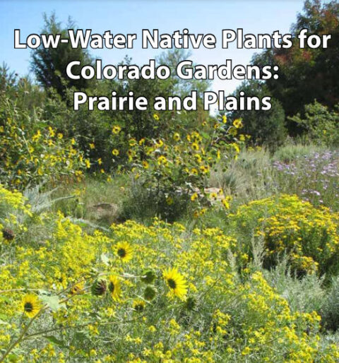 WaterWise Native Plants by Region - Colorado Native Plant Society