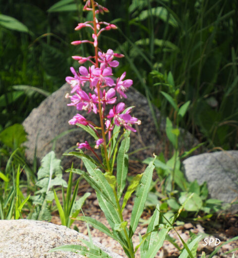 Fireweed: the Fire Follower - Colorado Native Plant Society