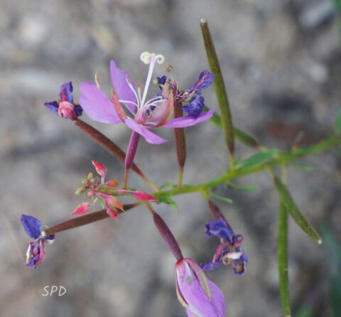 Fireweed: the Fire Follower - Colorado Native Plant Society