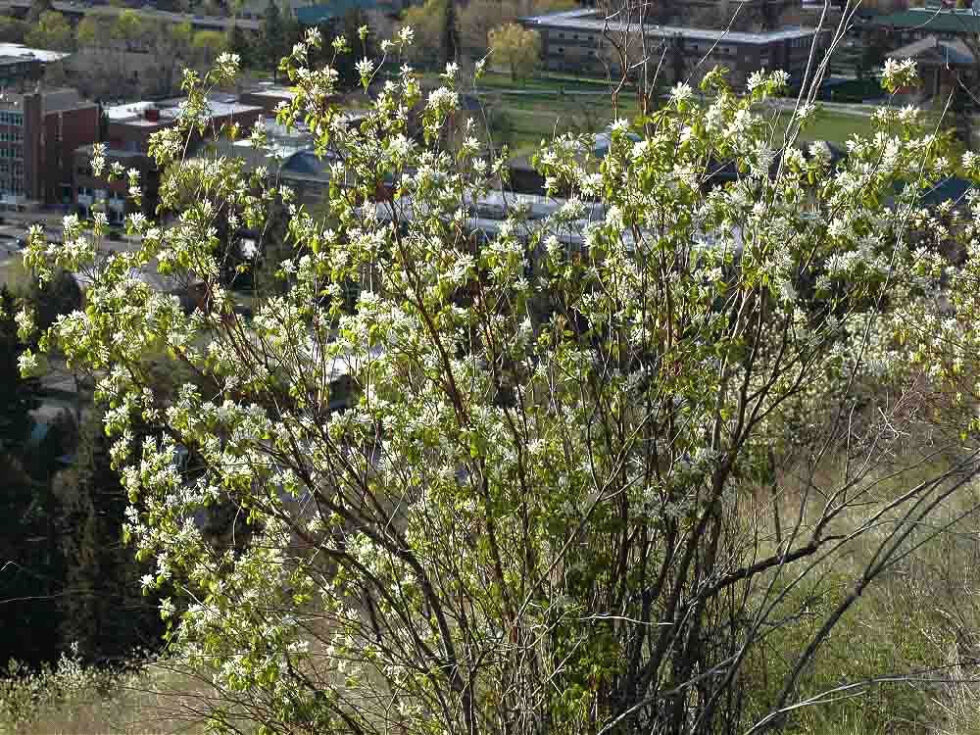 Serviceberry: A Shrub for All Seasons - Colorado Native Plant Society