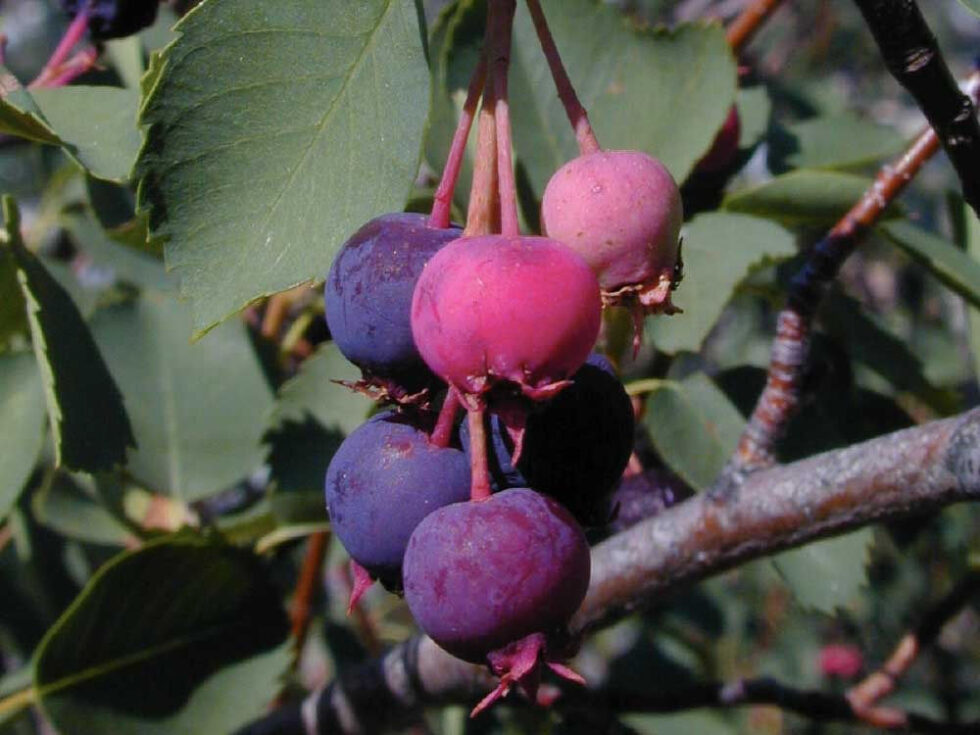 Serviceberry: A Shrub for All Seasons - Colorado Native Plant Society
