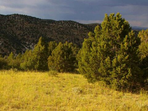 Plants and Habitats - Colorado Native Plant Society