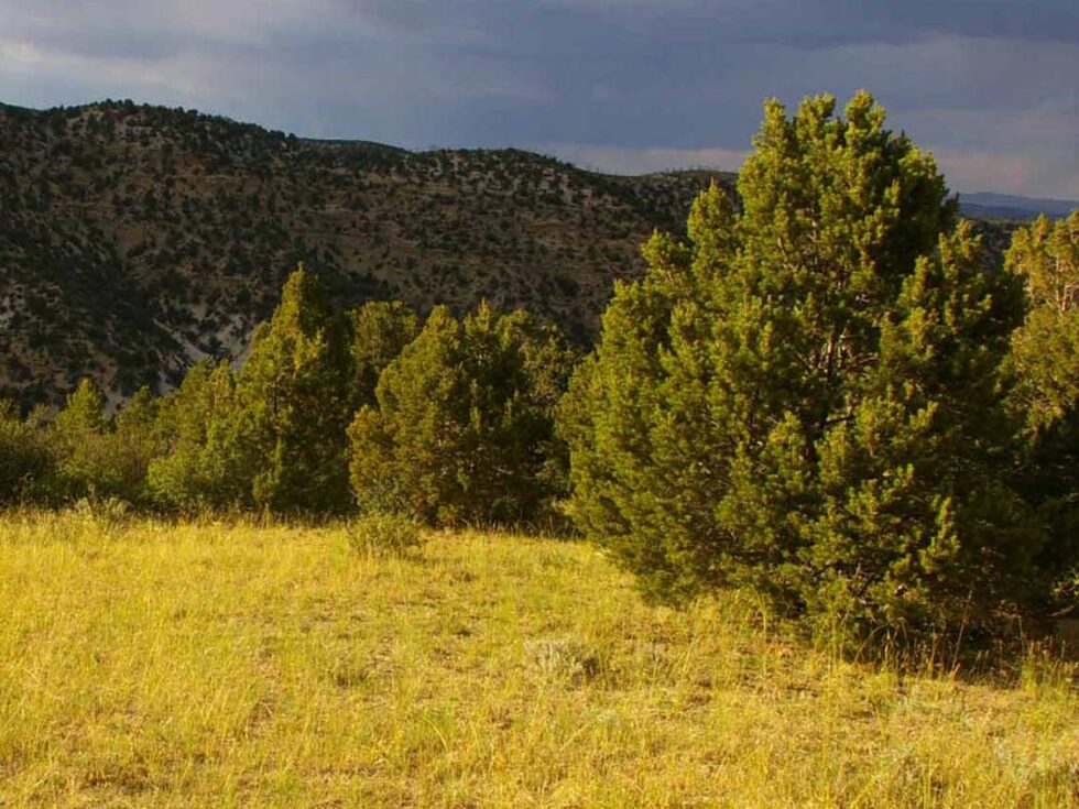 Plants and Habitats - Colorado Native Plant Society