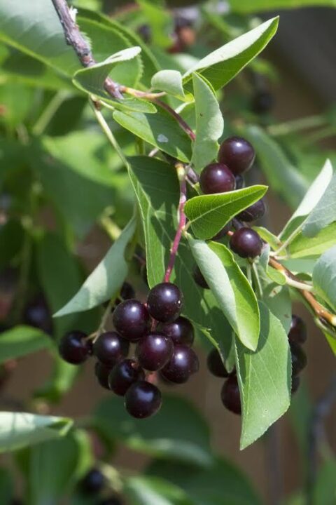 Embracing the Shade - Colorado Native Plant Society